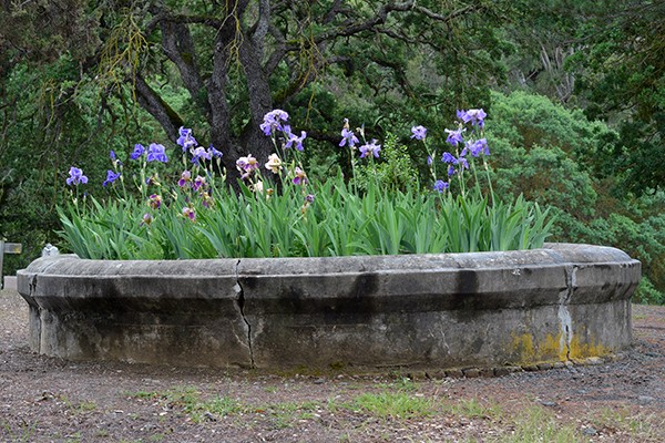 Underground Echoes: The Great Horse Trough Mystery - Martinez Tribune