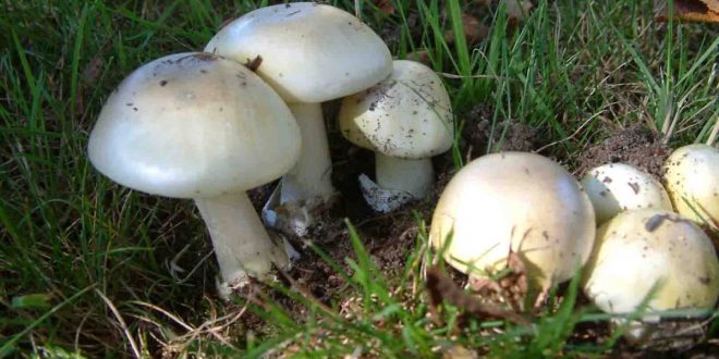 Annual Wild Mushroom Warning issued for regional parks - Martinez Tribune