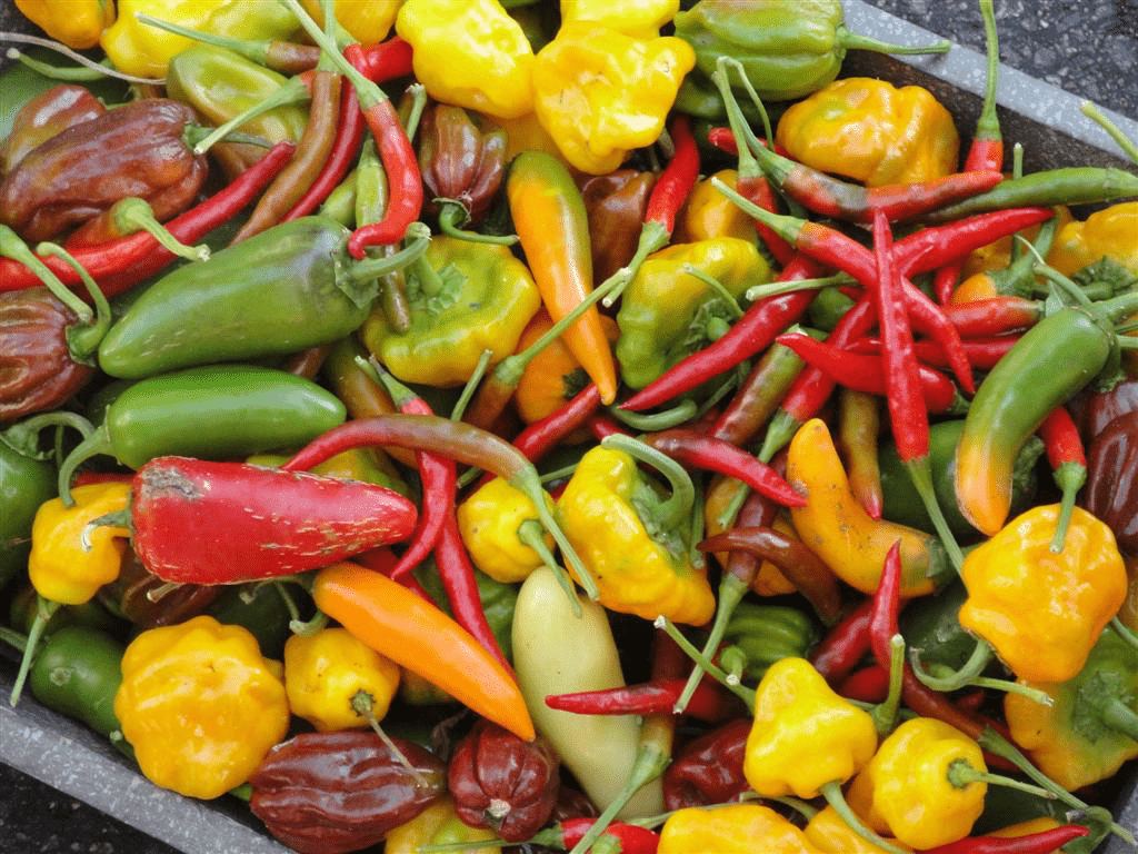 A Plethora of Perfect Peppers at the Farmers Market - Martinez Tribune